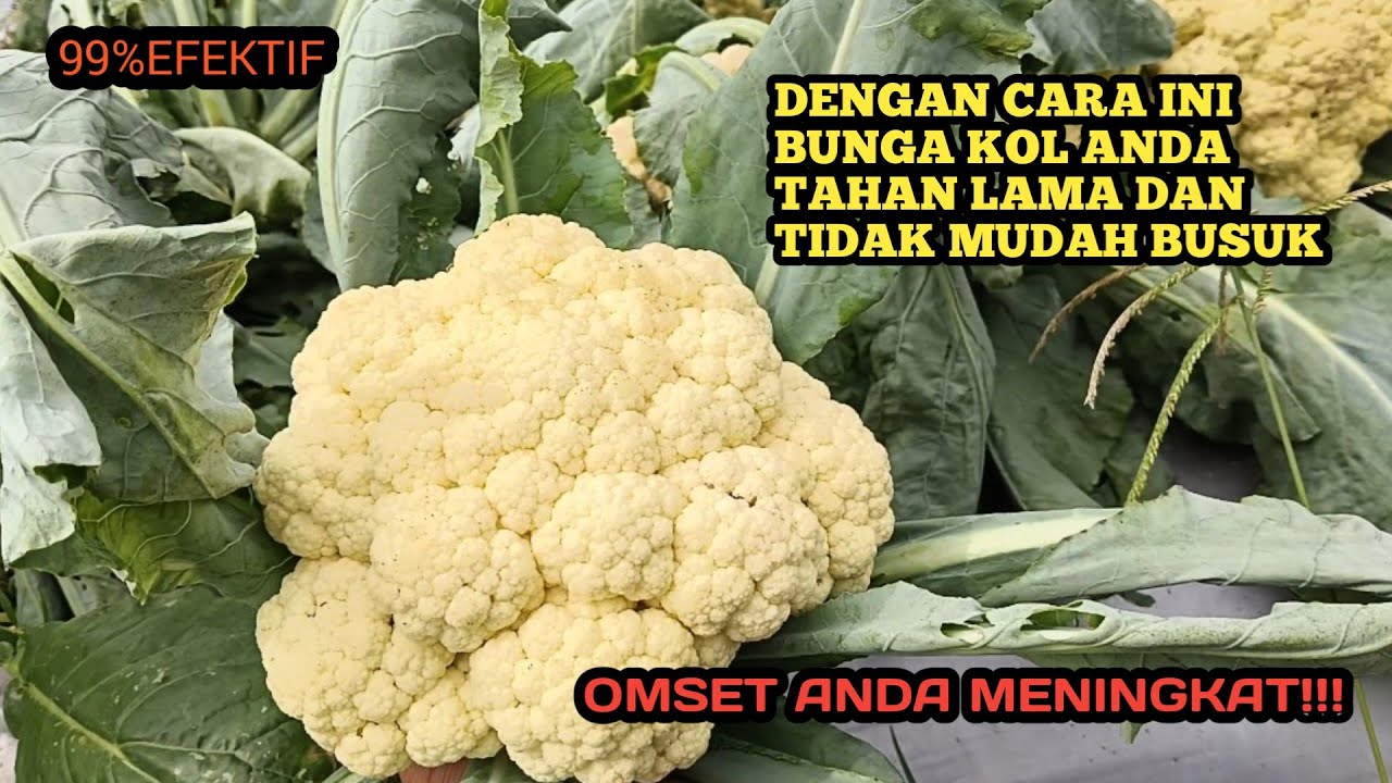 CARA MEMETIK BUNGA KOL YANG BAIK DAN BENAR AGAR BUNGA TIDAK RUSAK - YouTube