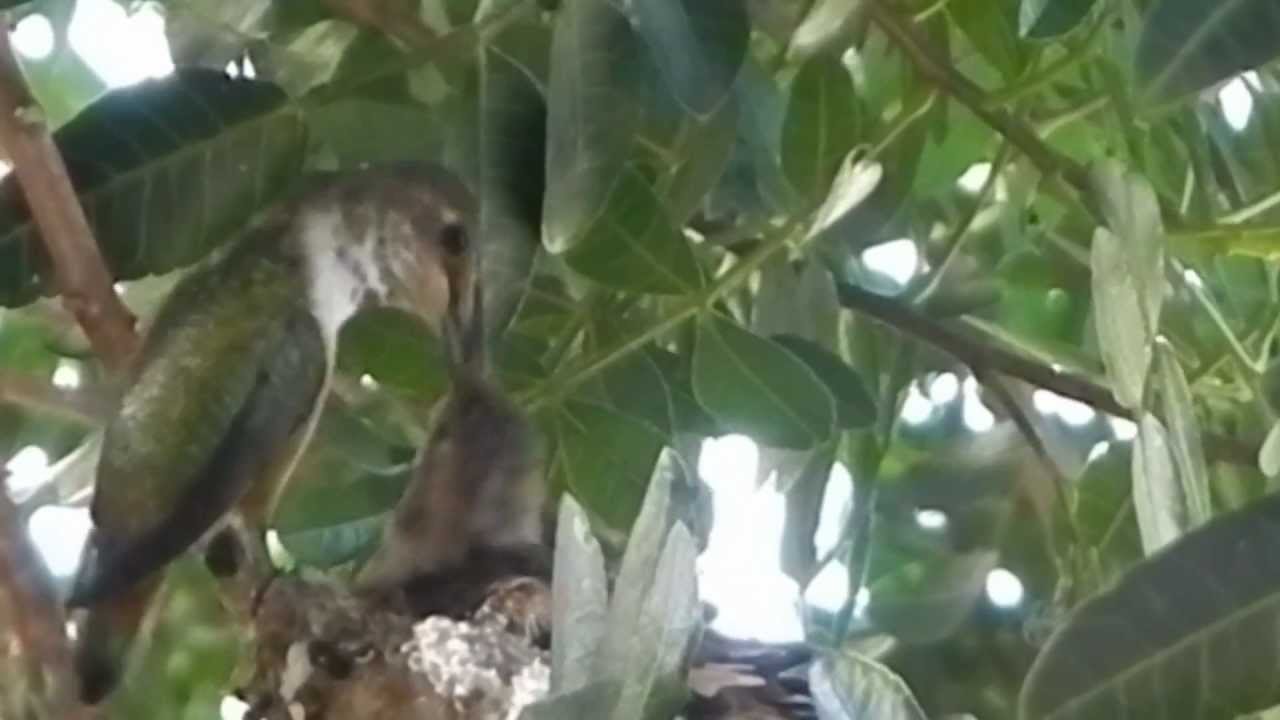 Anna's Hummingbirds- mom feeds chicks, then a crow attacks the nest ...