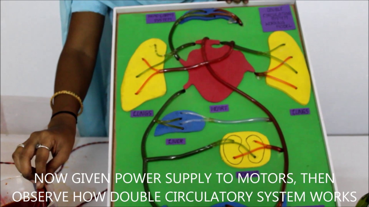 DOUBLE CIRCULATORY SYSTEM WORKING MODEL - YouTube