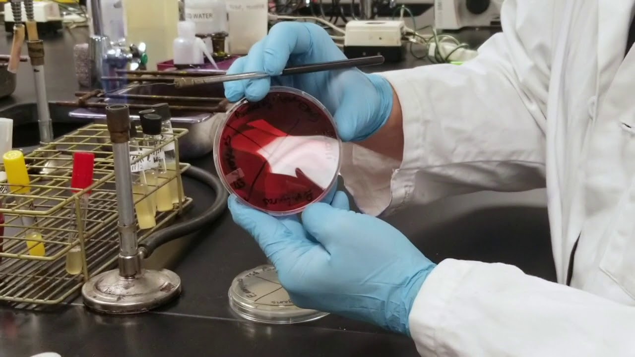 Enteric Bacteria - YouTube