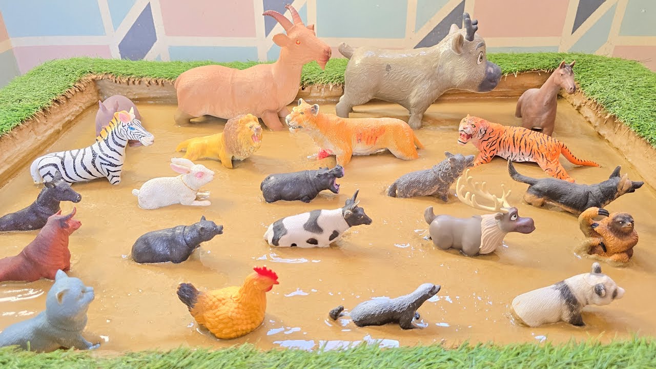 Daylight Discoveries: Exploring Life Among Mountain Animals and ...