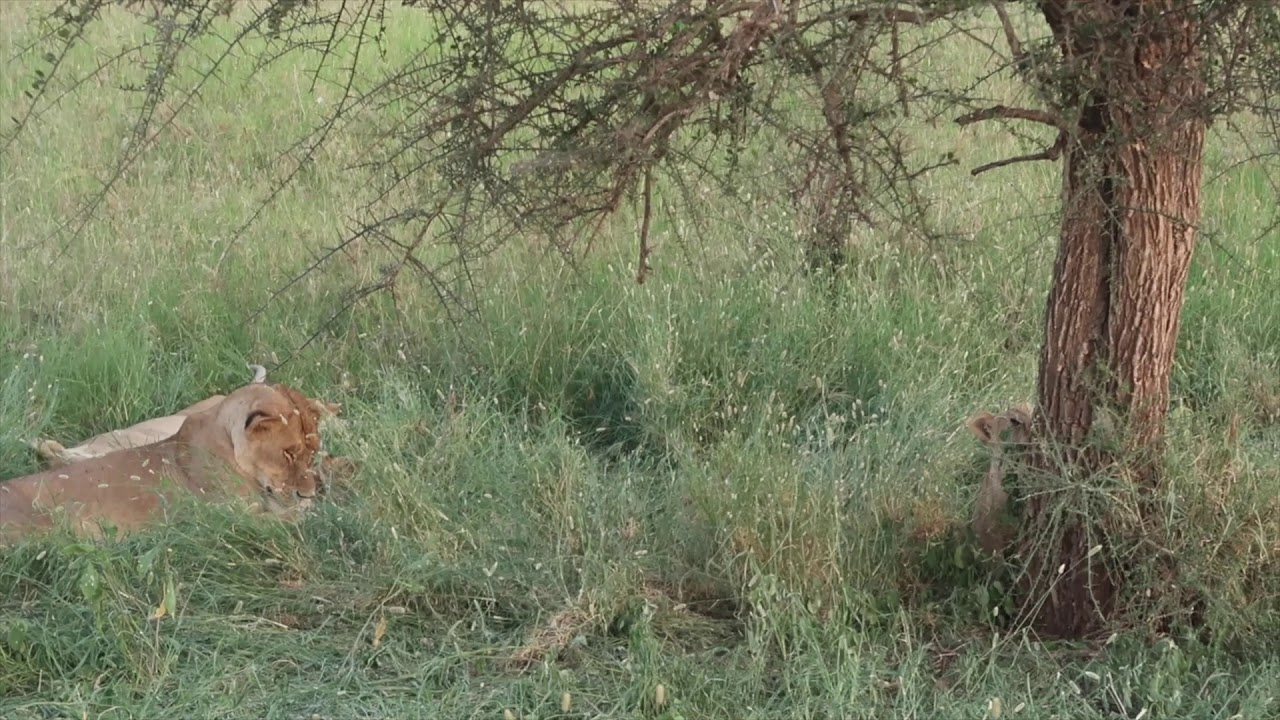 Wild Baby Lion Climbs Tree & Meows - YouTube