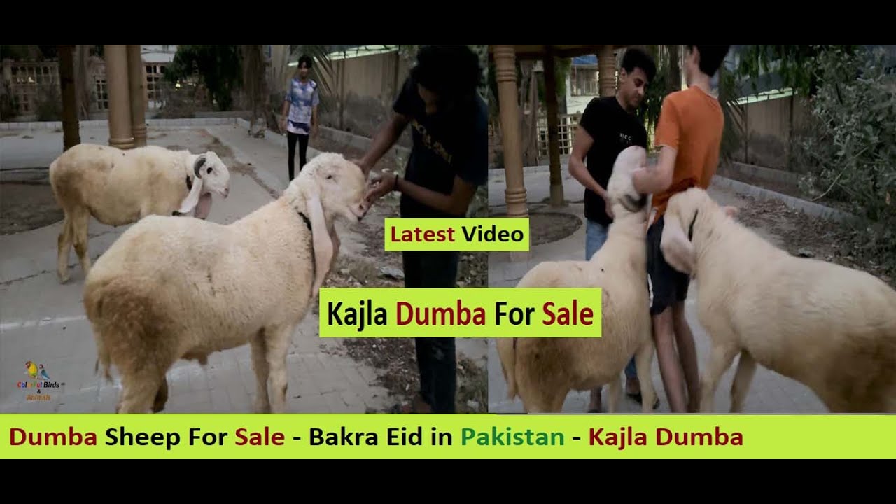 Dumba Sheep For Sale - Bakra Eid In Pakistan - Kajla Dumba - Bakra ...