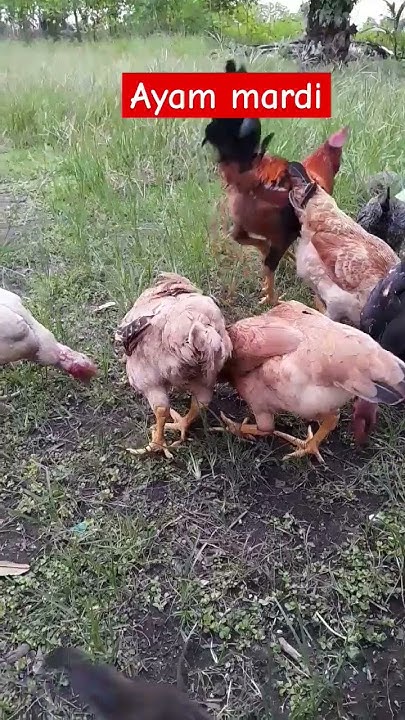 ternak ayam mardi atau ayam aka raja #ayamkampungunggul #peternakanayamkampung - YouTube