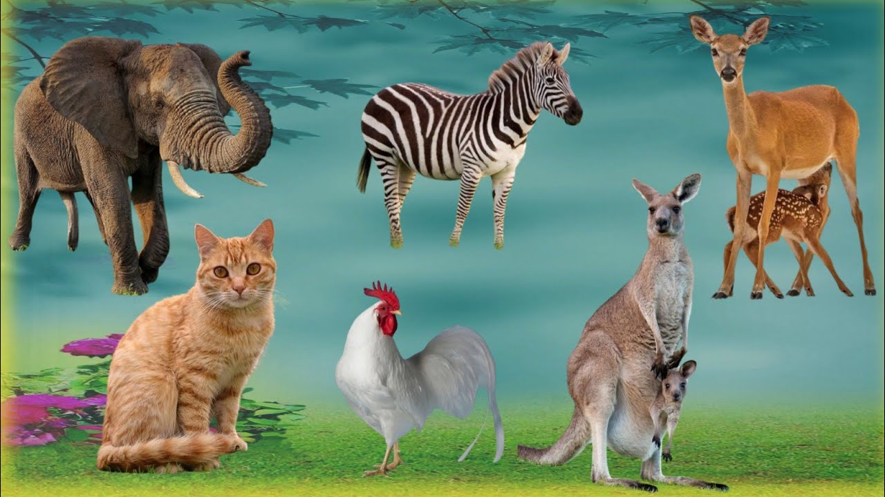 Recognizing Land Animals || Horse, Elephant, Cat, Dog, Cow, Donkey ...