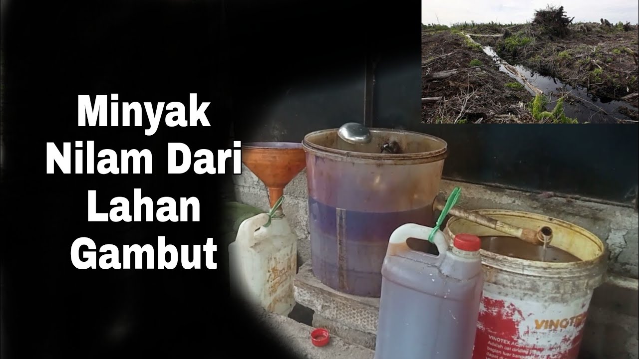 suling nilam yang berasal dari tanah gambut / rawa - YouTube