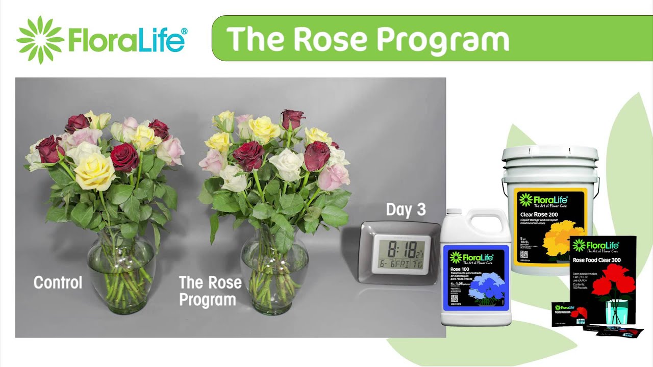 Floralife® Rose Program Time-lapse - YouTube