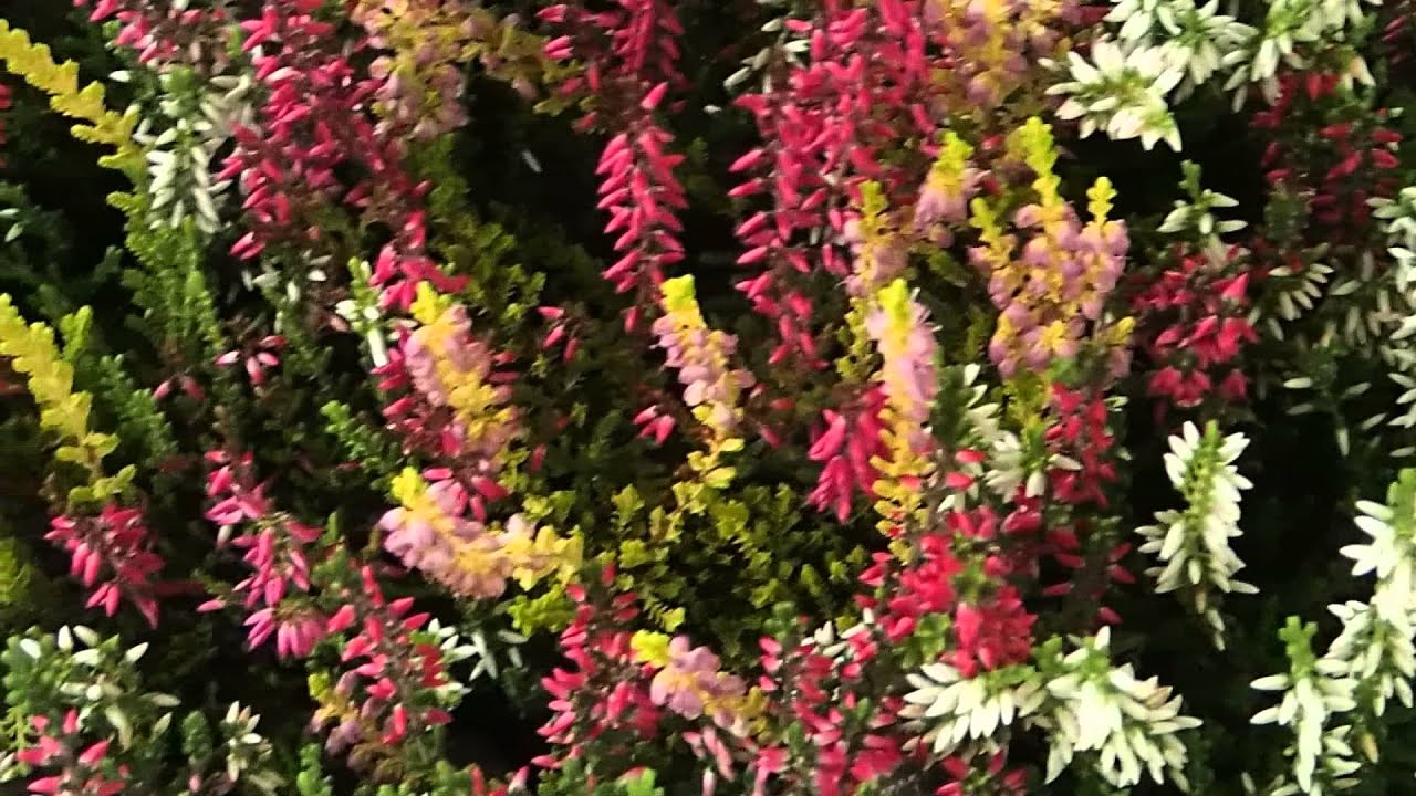 Calluna vulgaris - YouTube