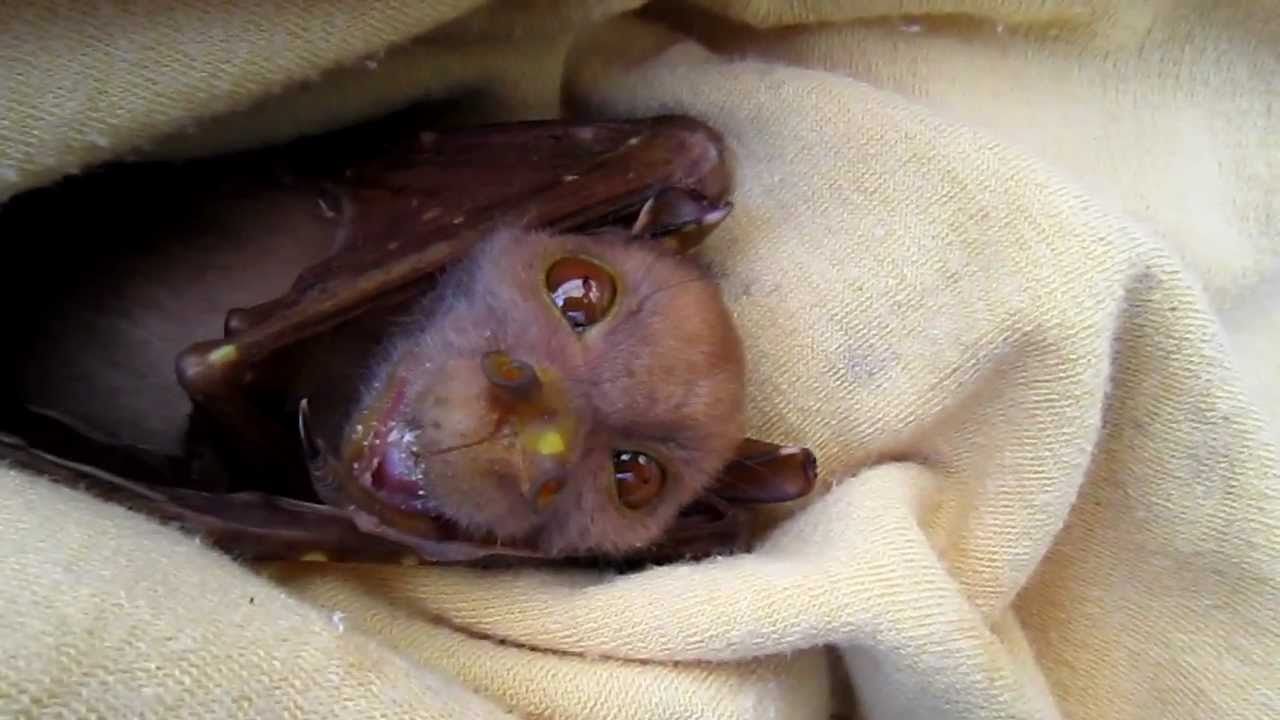 Tube-nosed Bat rescued and recovering at Tolga Bat Hospital. Adelaide ...