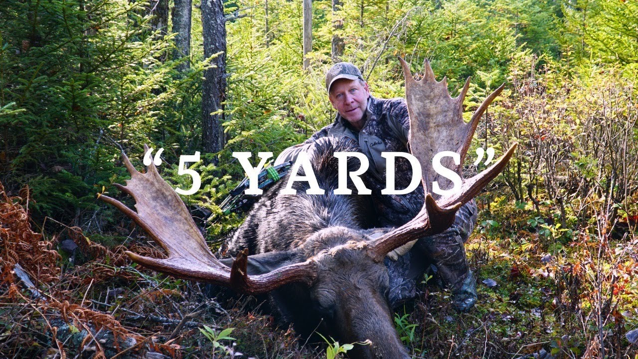 "5 Yards" - Archery Moose Hunt of a Lifetime! - YouTube