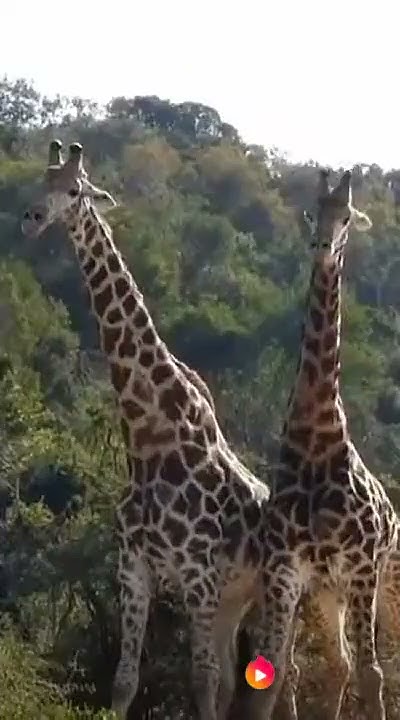 Jirafas peleando - YouTube