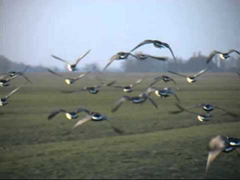 Friese Ganzen.Geese, Nederland