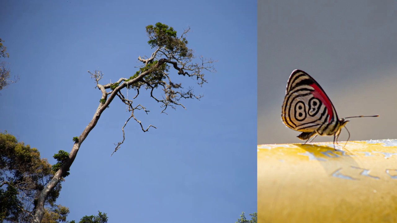 PROCEDA 2017 Felidia Cali FELIDIADAGMA - YouTube