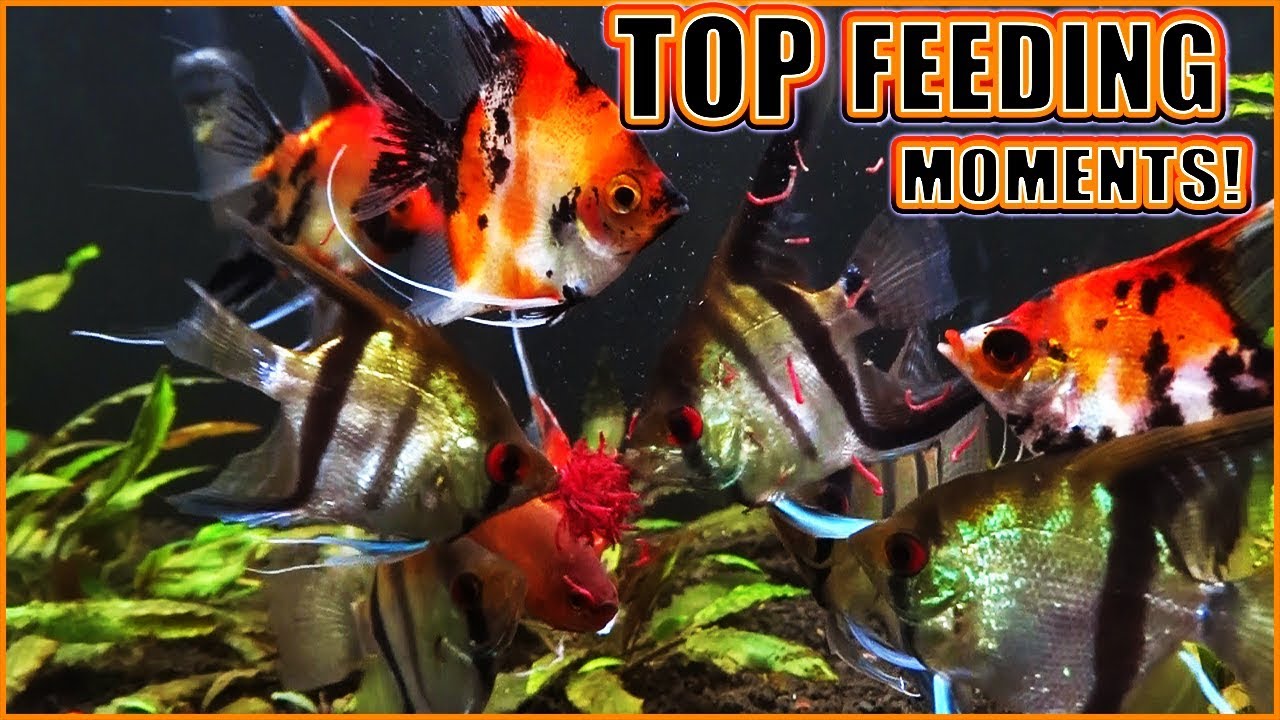 TOP FEEDING MOMENTS IN FISH KEEPING! - YouTube