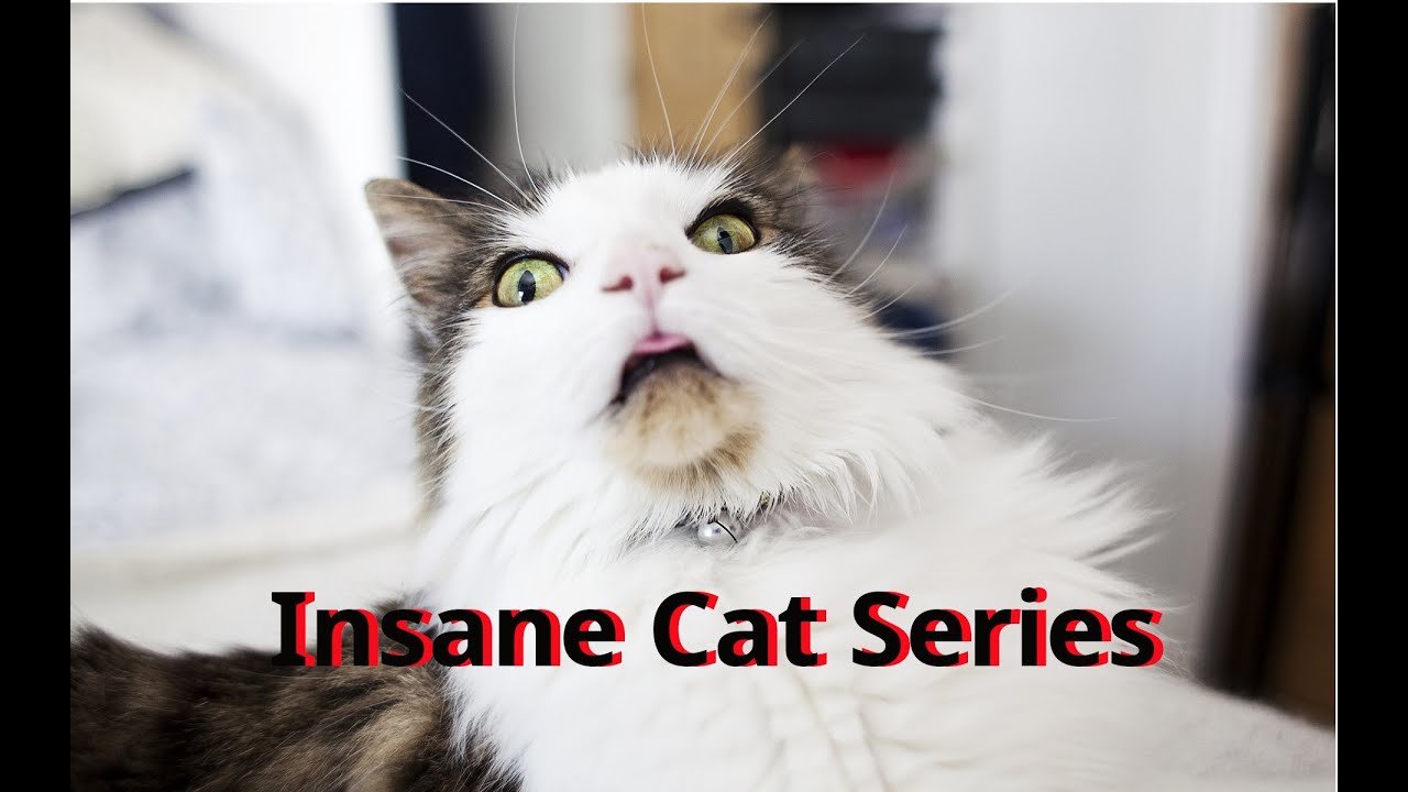 Funny Insane Cats Series - Crazy & Funny - YouTube