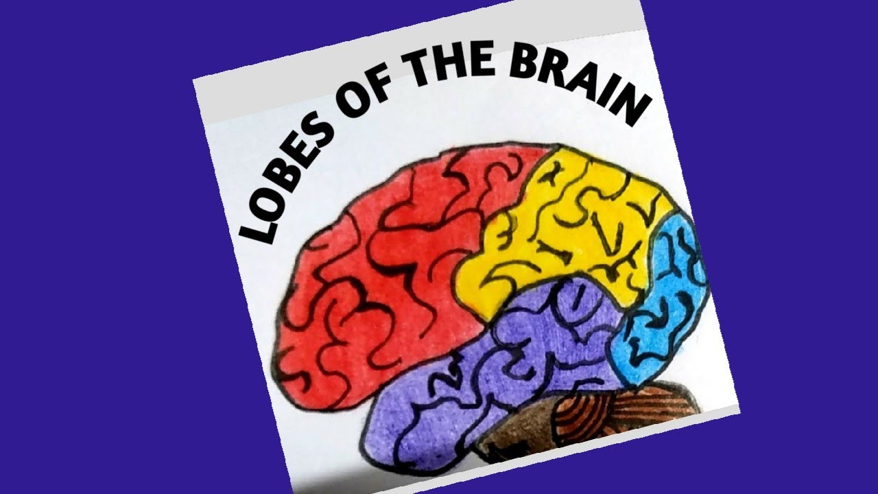 How to draw lobes of the brain easily/#lobesofbrain - YouTube