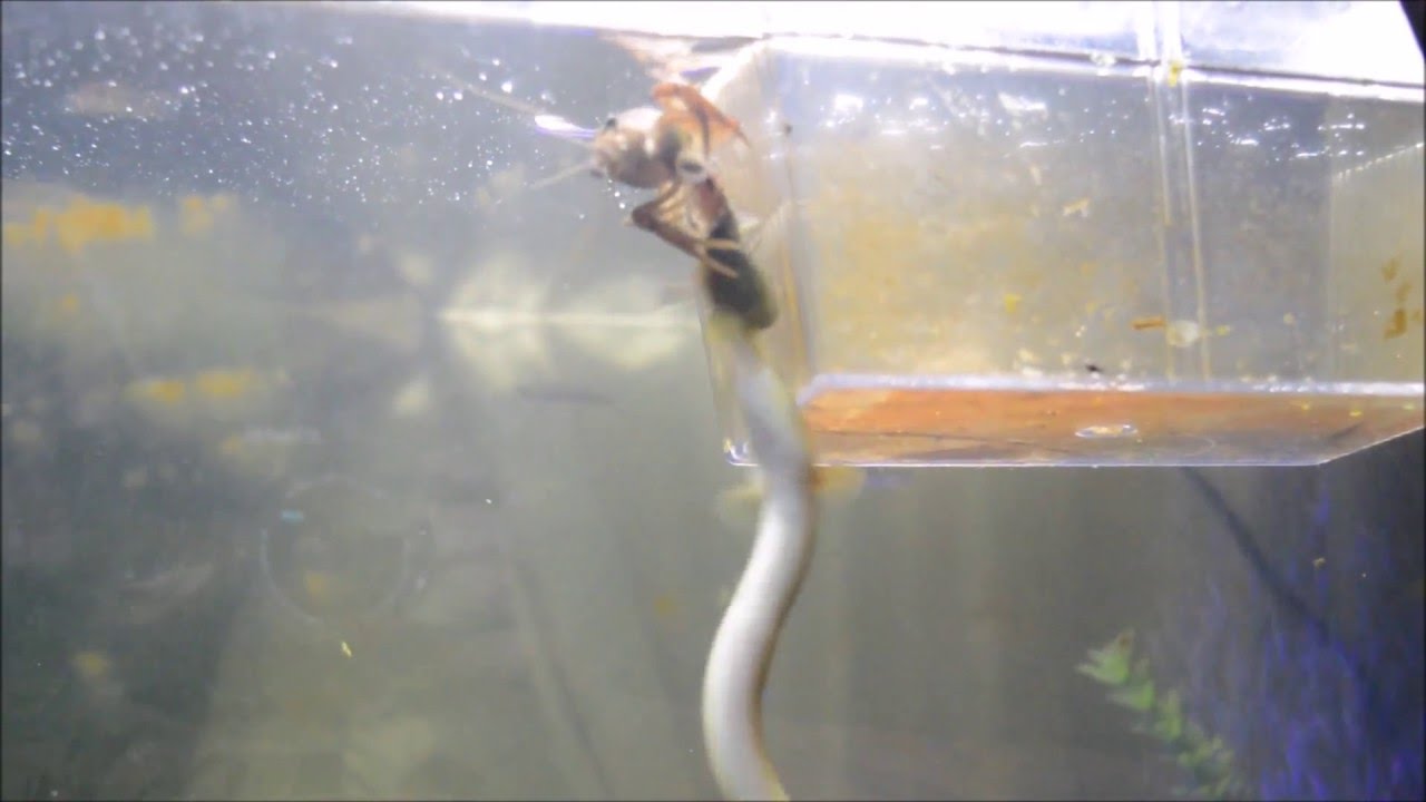 Crayfish, choupique and American Eel - YouTube