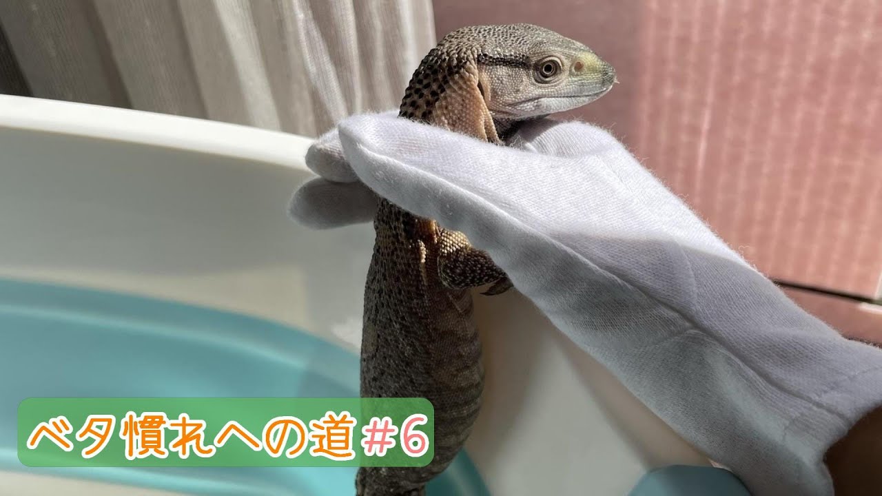初めての日光浴【アフリカンロックモニター】Varanus albigularis microstictus - YouTube