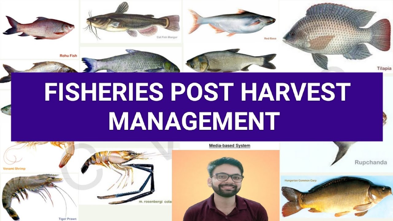 fisheries-post-harvest-management-youtube
