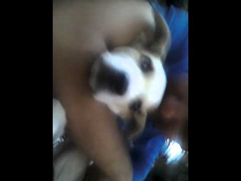 kulağını yediğim ne tatlısın öyle