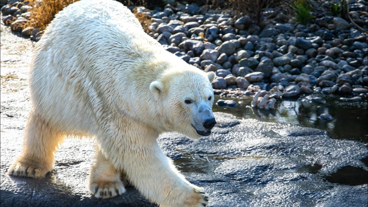 Amazing Scene of Wild Animals nature scenery. 🐻 - YouTube