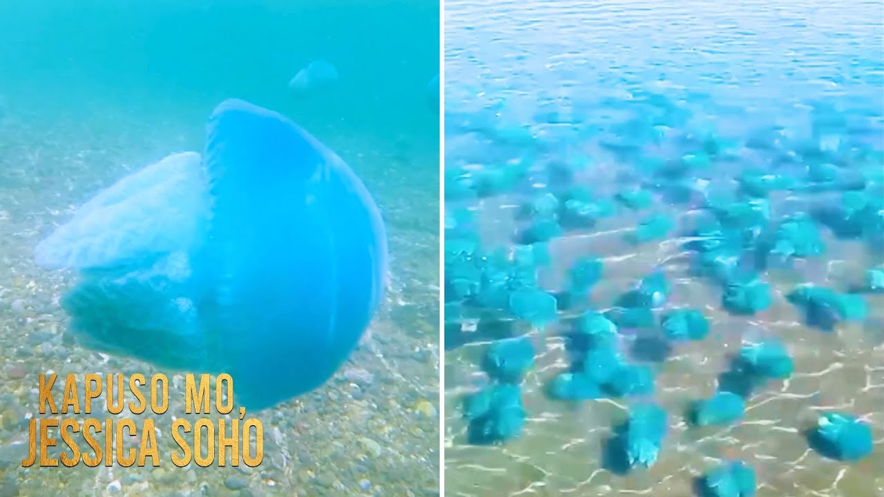Dagat sa Mindanao, sinalakay ng sangkatutak ng blue jellyfish | Kapuso ...