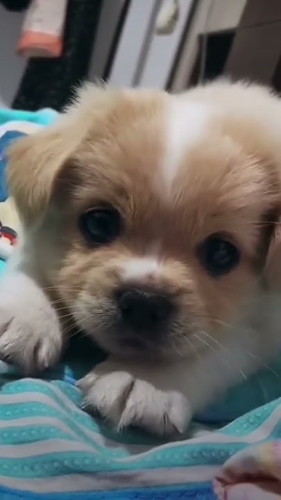 So cute dog 🐶🐕 #music #funny #cute #comedy #funny - YouTube