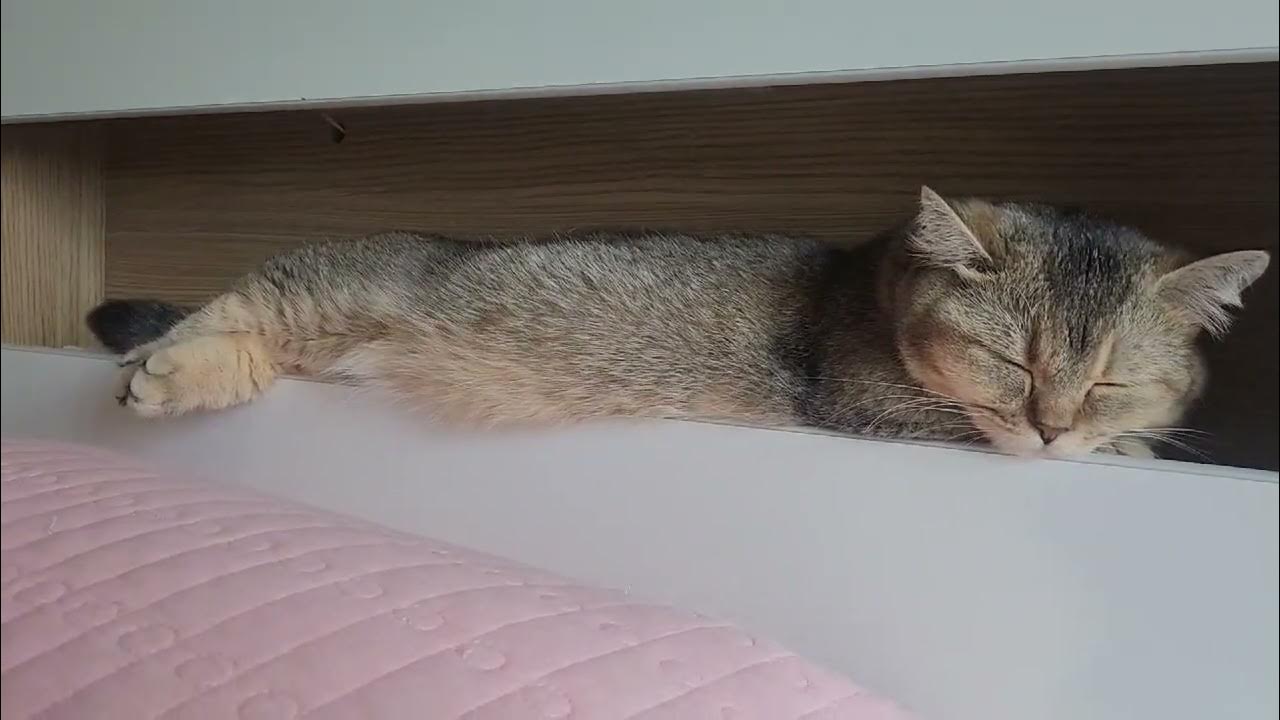눈은 감았다 꼬리는🙄 먼치킨고양이 한맥이🐈 맥주아님 꼬리살랑살랑 11일 예방접종 아프지말고 엄마랑 오래오래 여기는 엄마침대