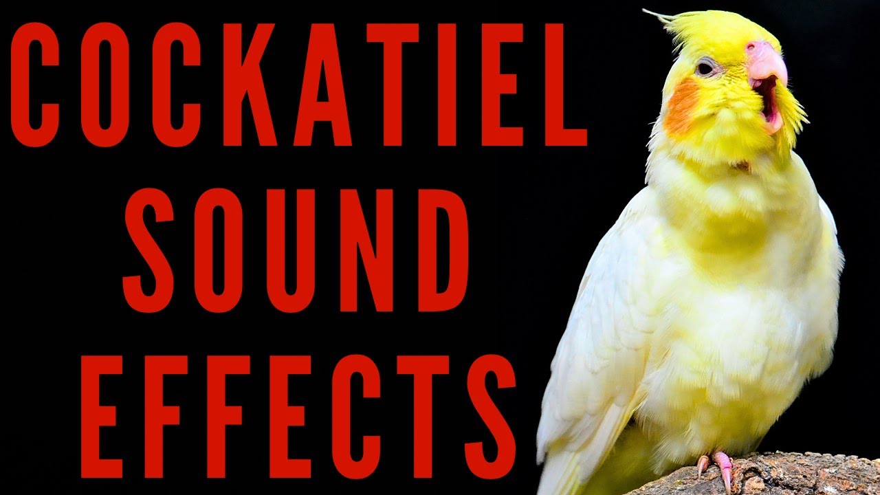 COCKATIEL SOUND EFFECTS - Cockatiel Sounds | maktub_ytv - YouTube