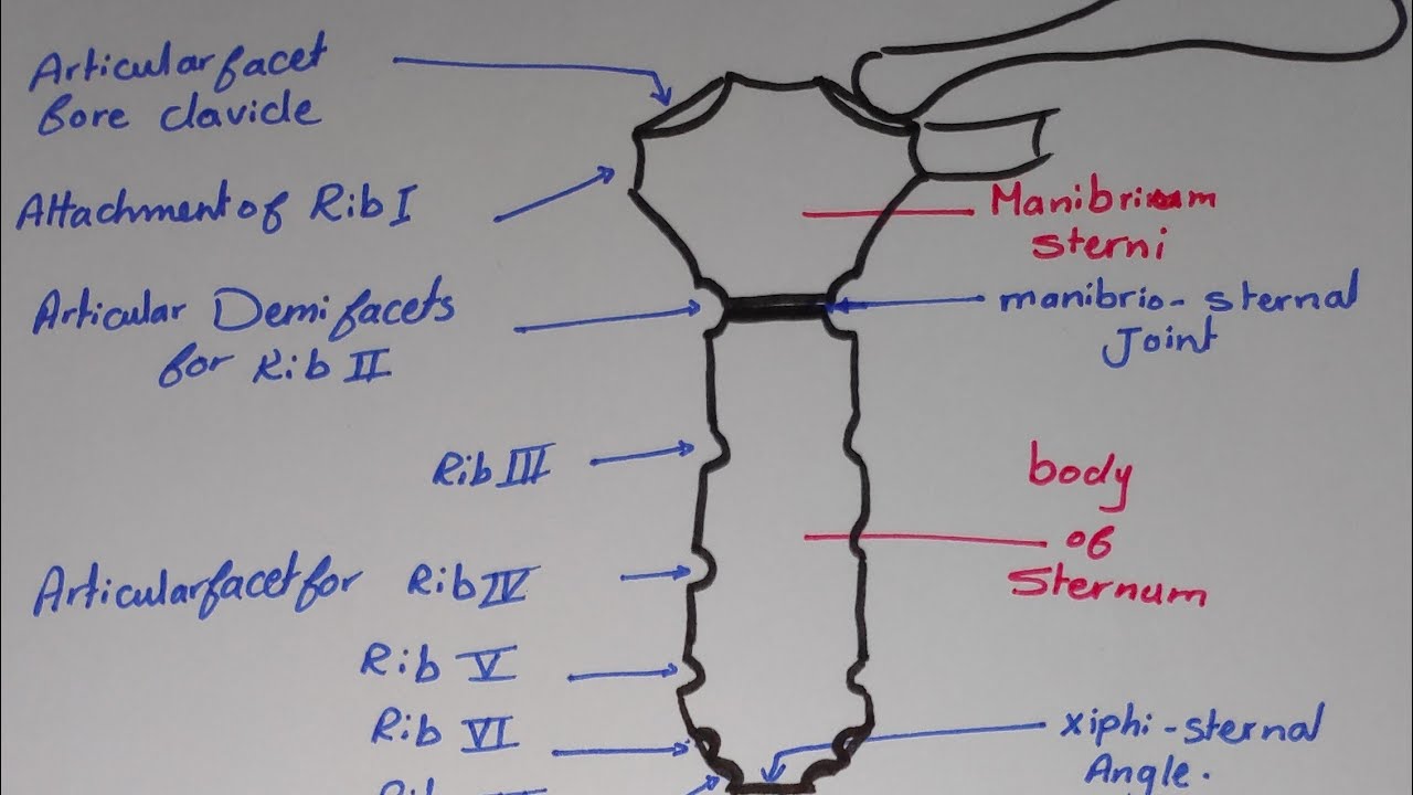 Respiratory practical (bone photos) - YouTube