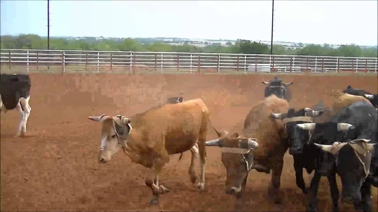 Huck Working Steers (Sold) - YouTube