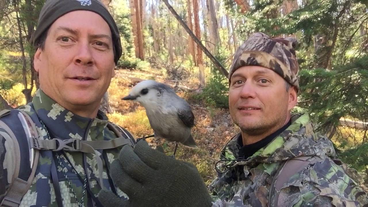 Brave camp robber! - YouTube