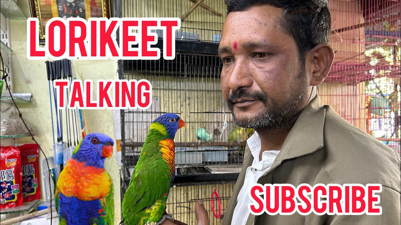 Tamed bird Santhosh | talking birds | lorikeet | #bird #tamedbird # ...