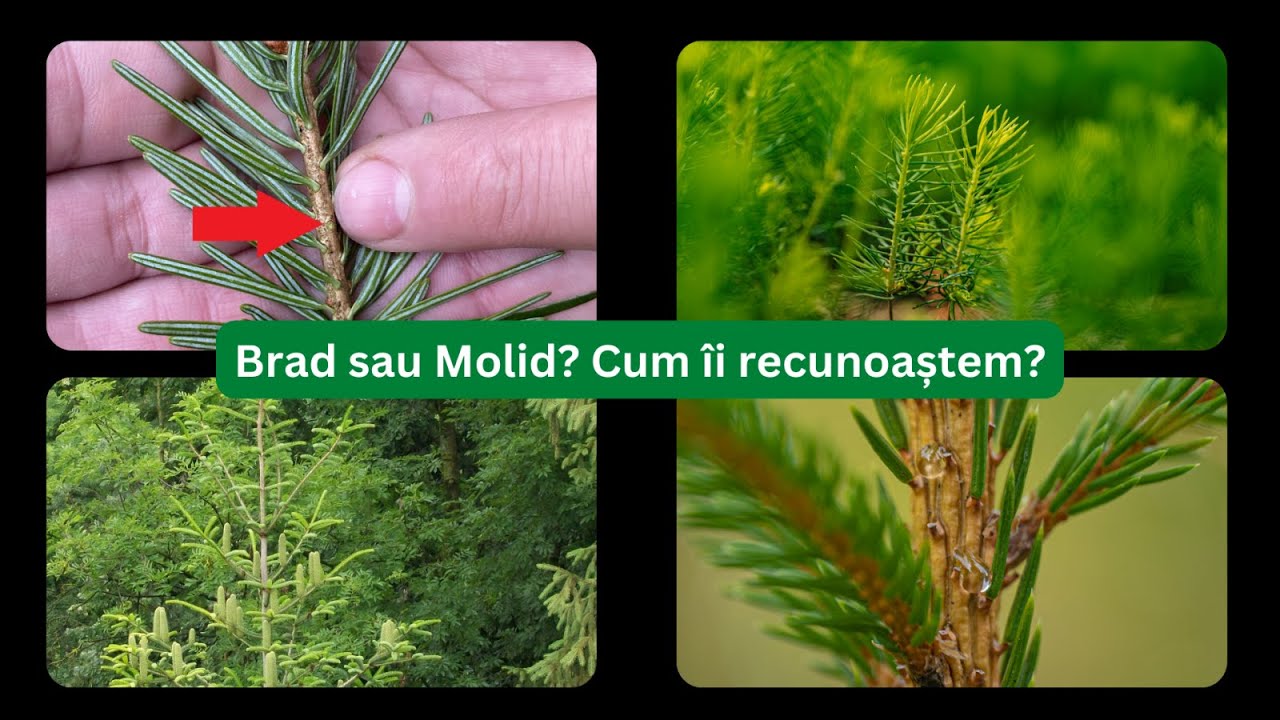 Brad sau molid? Cum îi recunoaștem? - YouTube