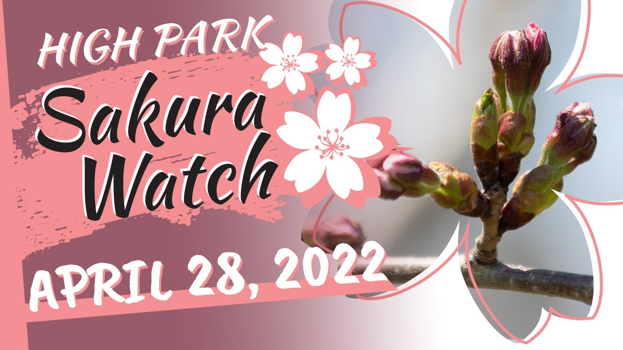 Sakura Watch April 28, 2022 - Episode 5 - Still waiting for the first ...