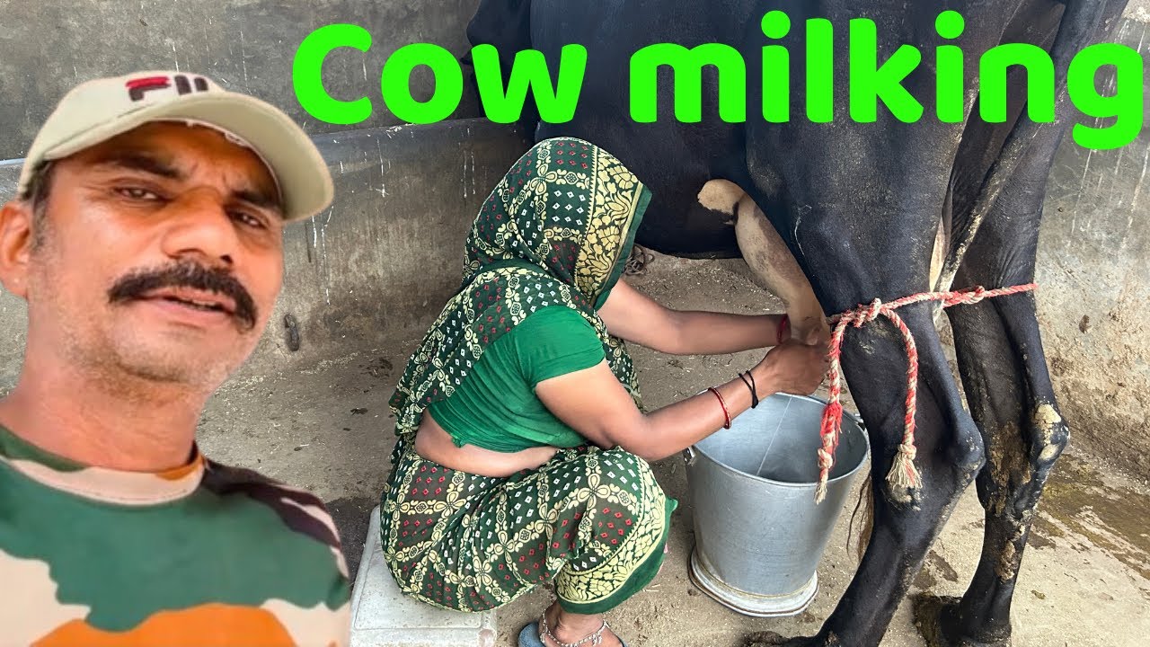Cow milking by hand // cow milking - YouTube