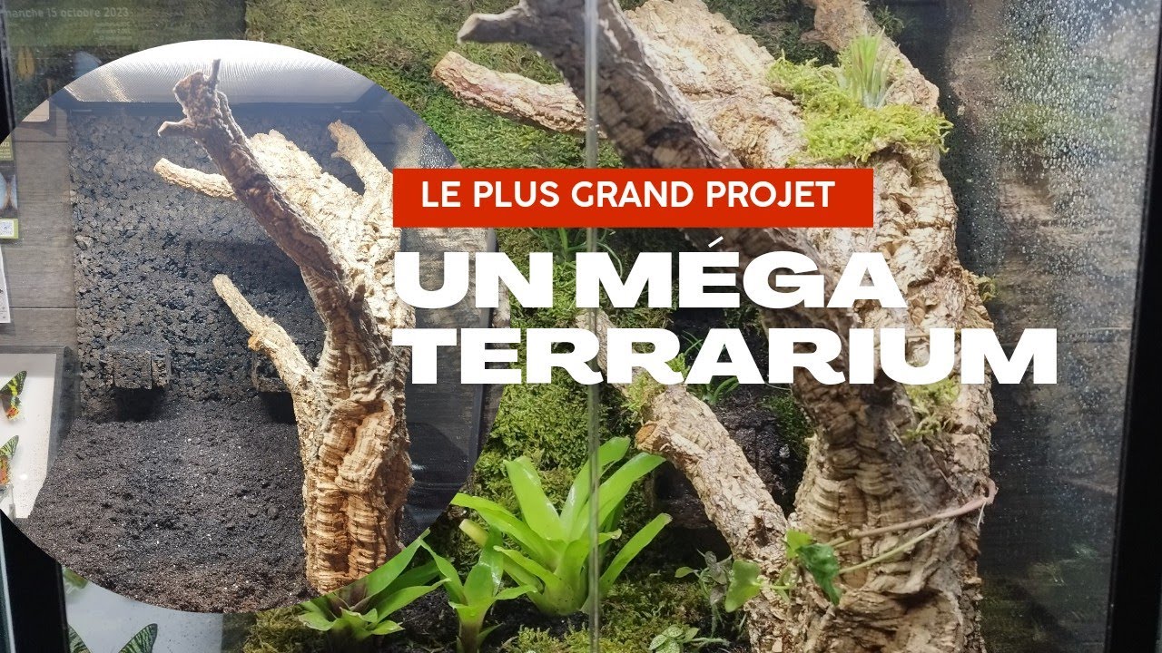 Un méga terrarium !!!🤩 - YouTube