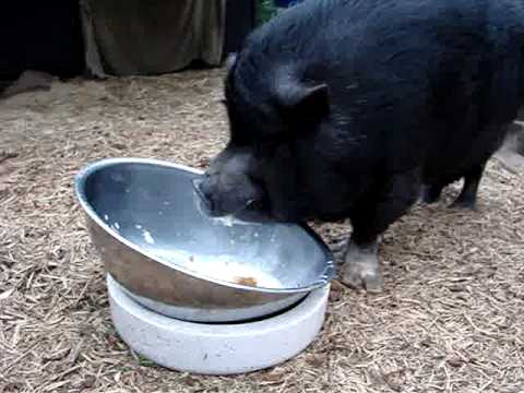 GUINNESS WORLD RECORD OLDEST PIG - YouTube
