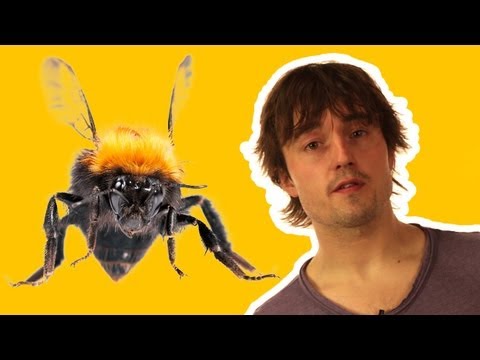 How Do Insects Maintain Their Body Movements