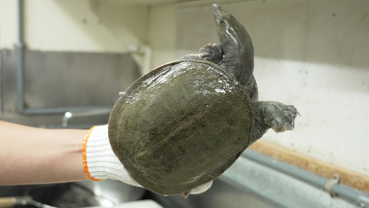 Mastering Softshell Turtle at a Historic Ryotei. Expert Craftsman ...