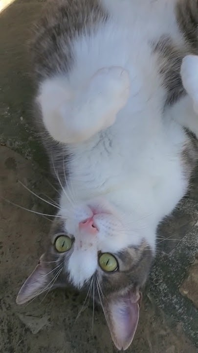 My cat eats Catnip 🐾 - YouTube