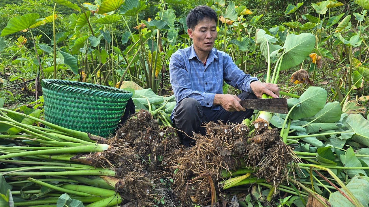 Harvesting Taro - Cooking Pig Food & Bringing Taro to Market to Sell ...