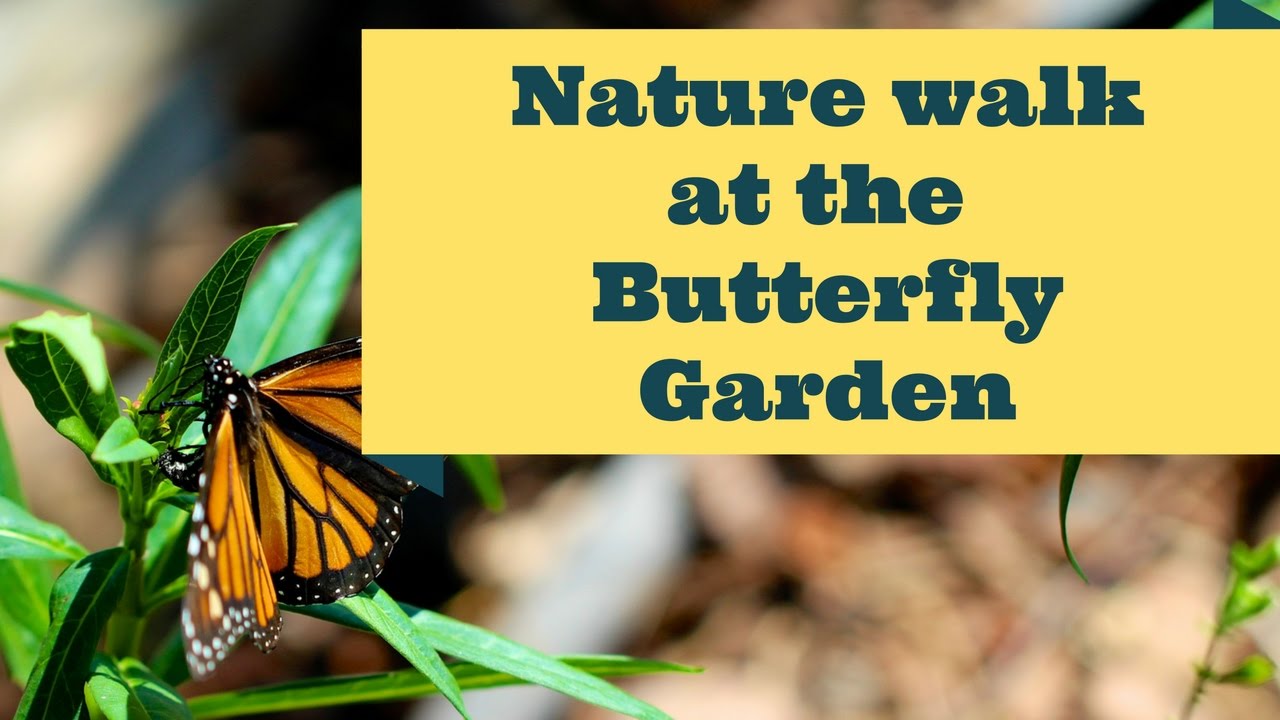 Nature Walk at the Butterfly Garden - YouTube