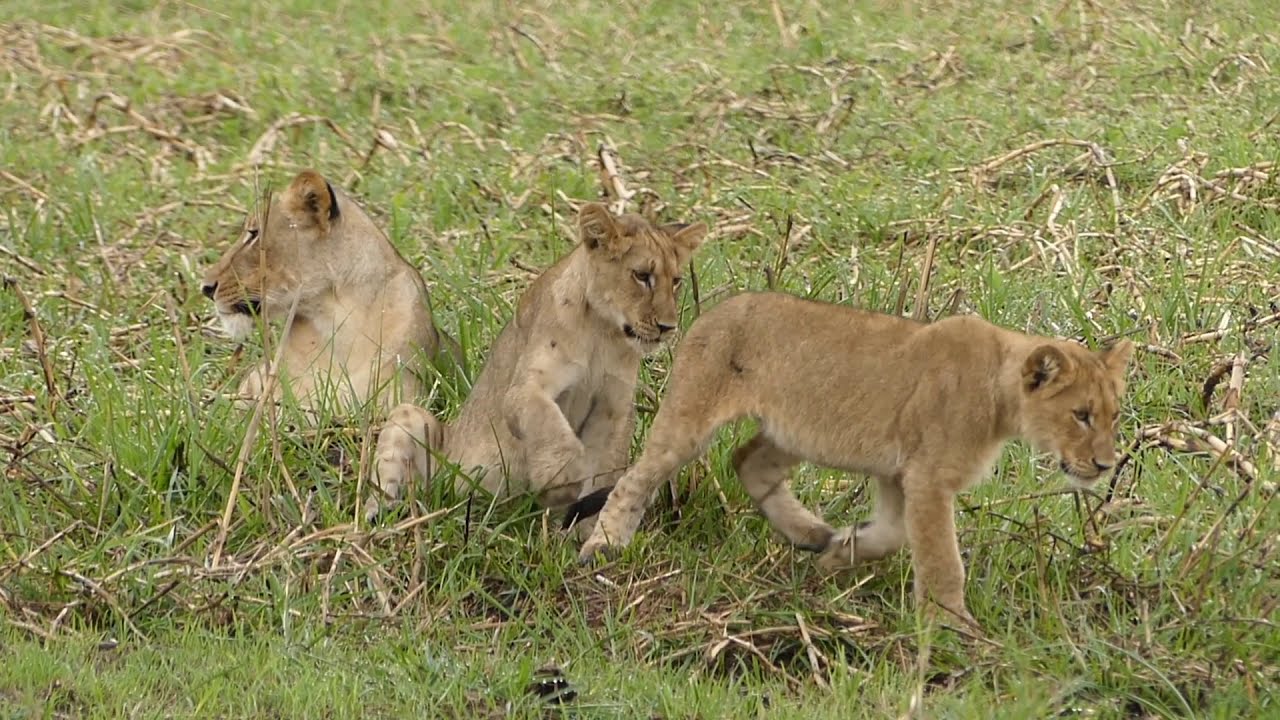 Playful lion cubs after the rain in Akagera National Park. - YouTube