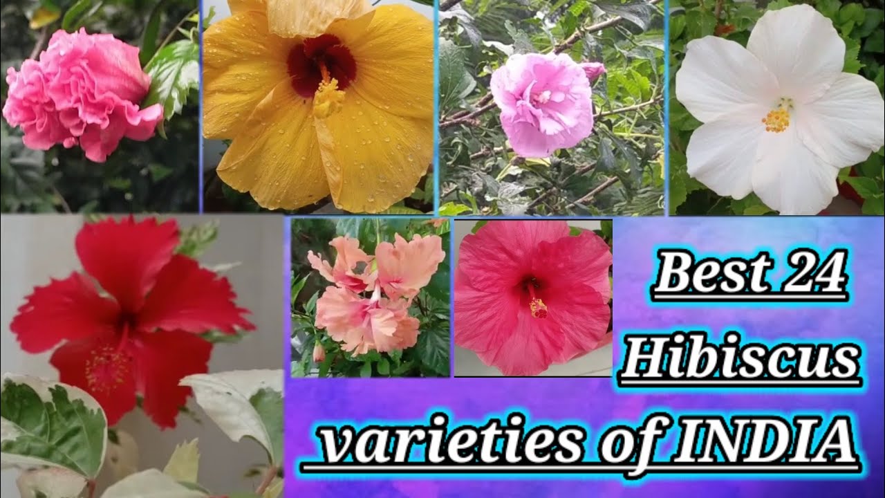24 Hibiscus varieties of my garden | Hibiscus varieties | Hibiscus ...