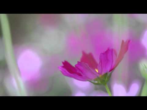 Canon EOS Kiss X7i / T5i - Macro test video