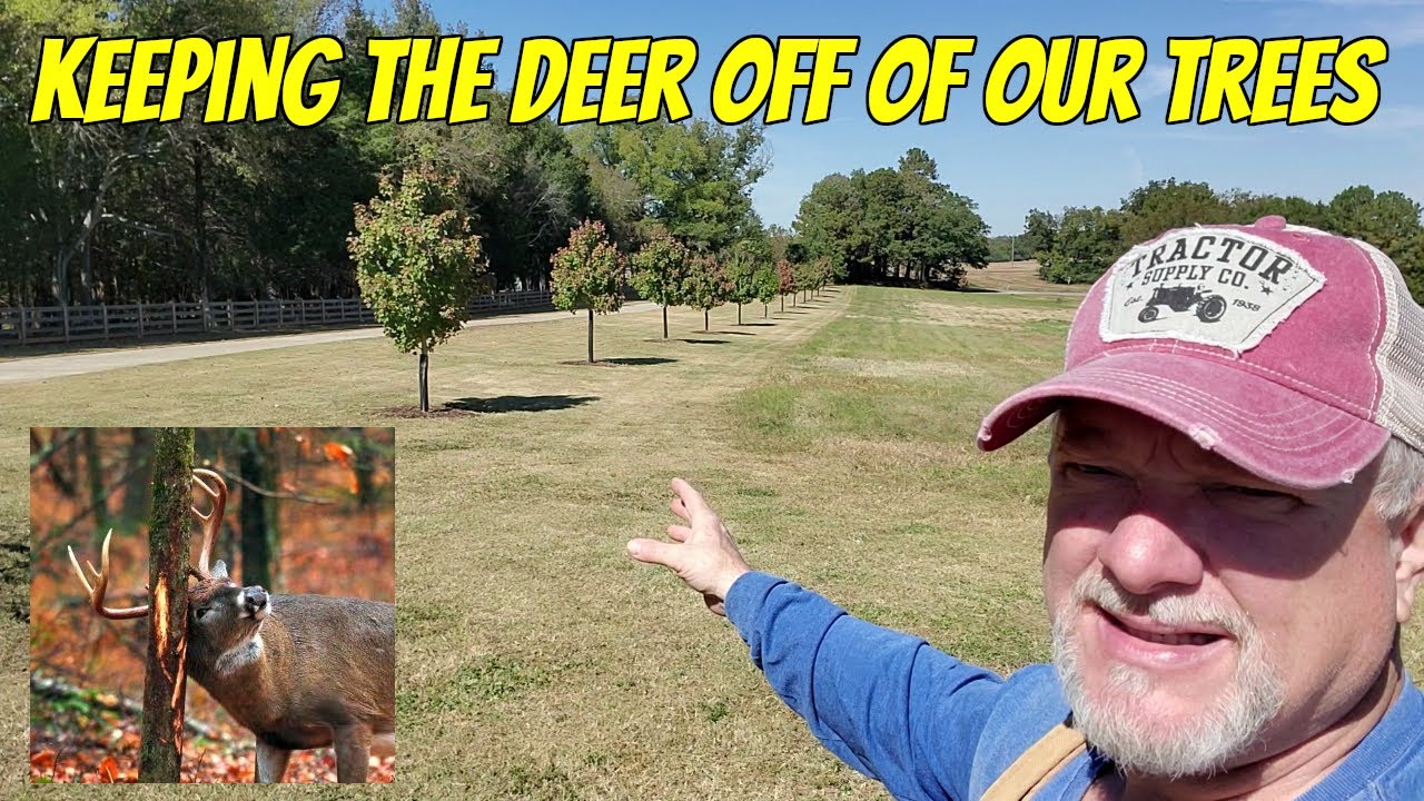 Protecting our Maple trees from Deer - YouTube
