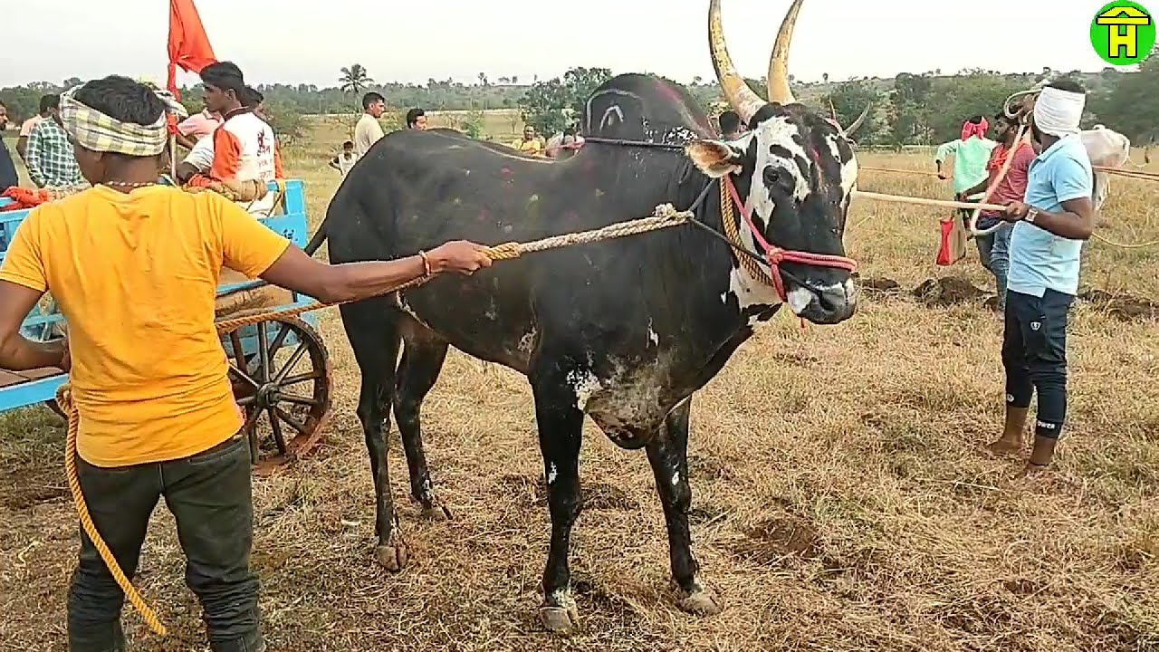 || Khillari Racing Bulls of Mannikeri and Nidgal Running in Bull Race ...