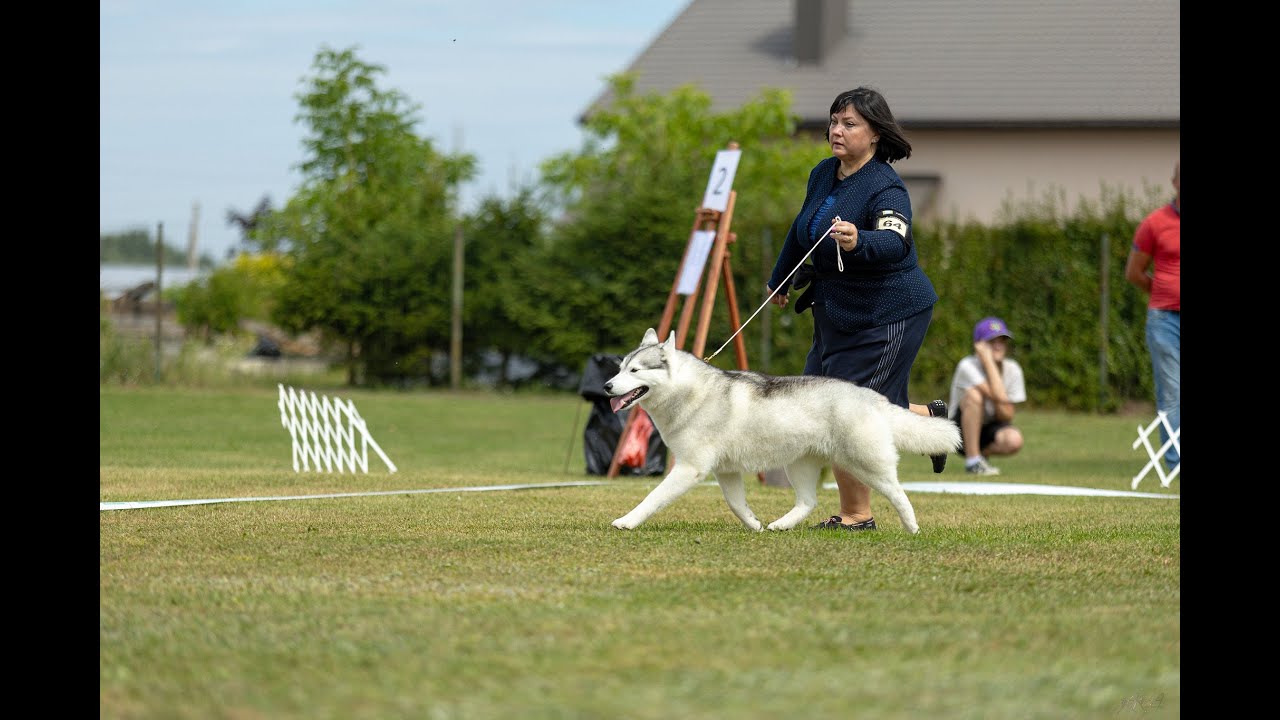 5 FCI club Winner 2023/Siberian husky - YouTube