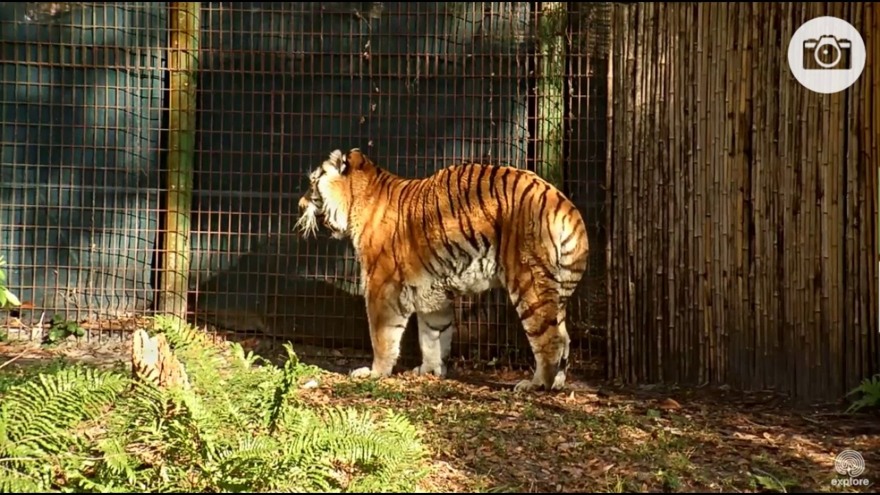 How to wake up a tiger - YouTube
